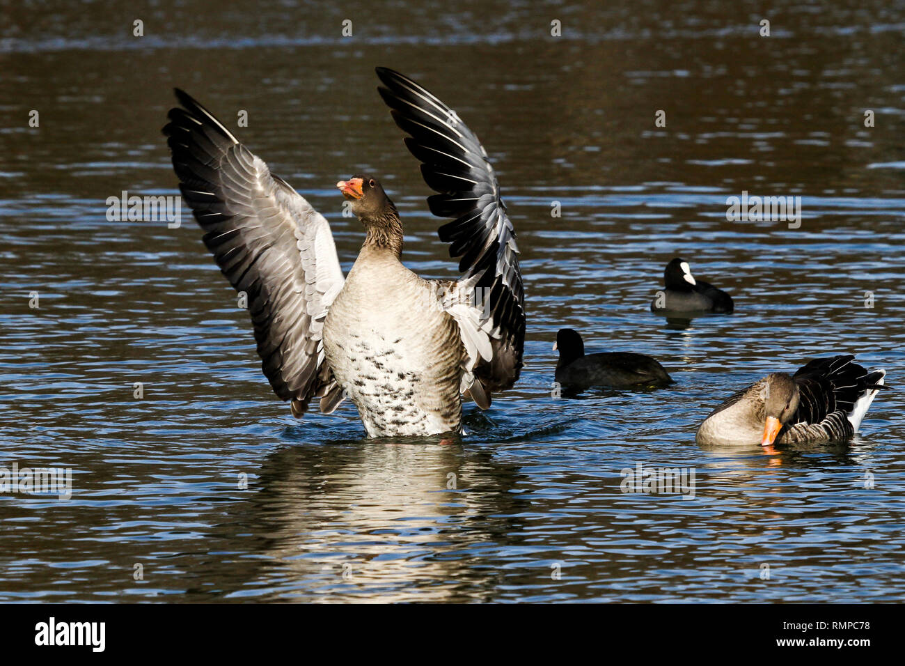 The greylag goose, Anser anser is a species of large goose Stock Photo ...