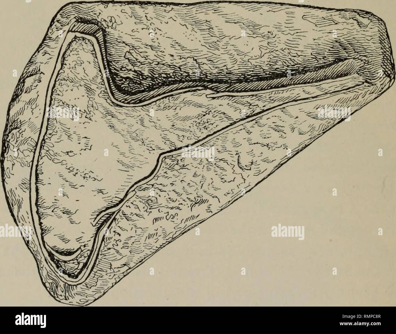 Maclurite hi-res stock photography and images - Alamy