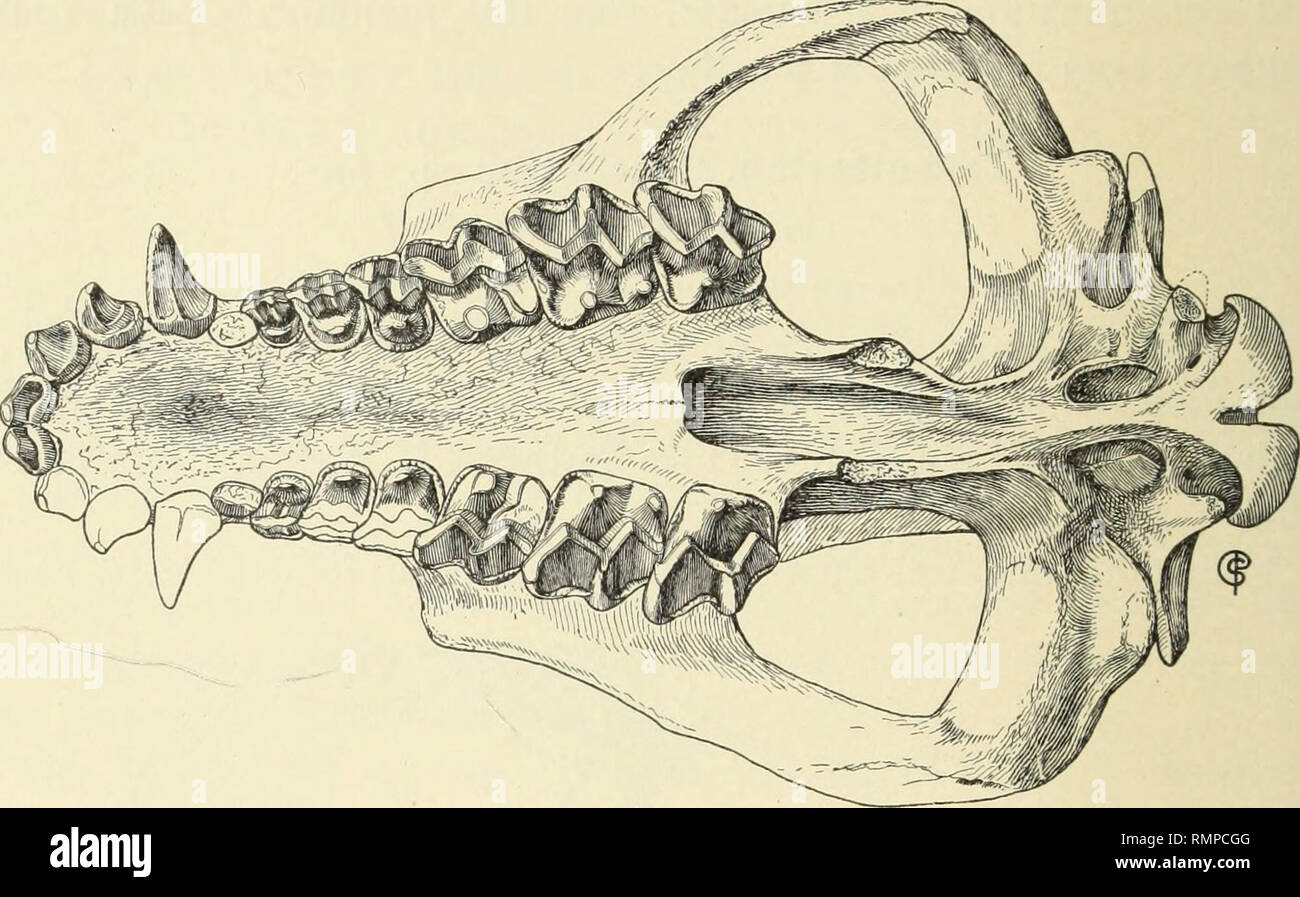 . Annals of the Carnegie Museum. Carnegie Museum; Carnegie Museum of ...