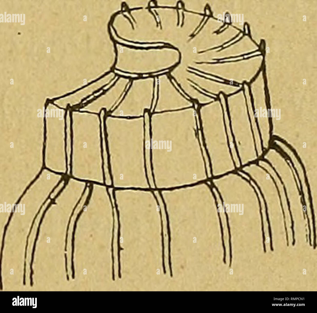 Columelle hi-res stock photography and images - Alamy