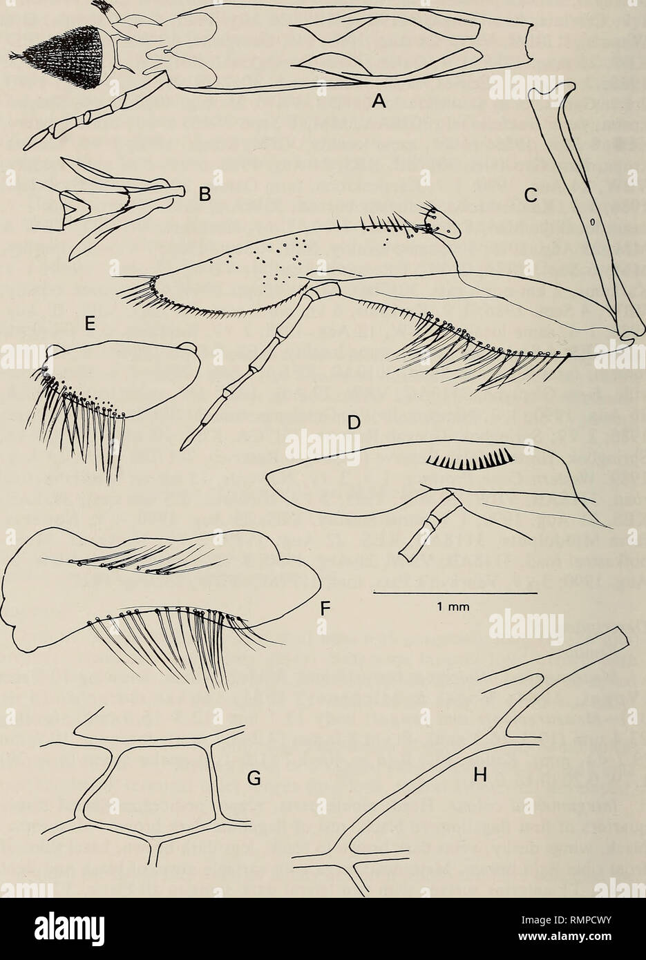 Anterior basal vein hi-res stock photography and images - Alamy