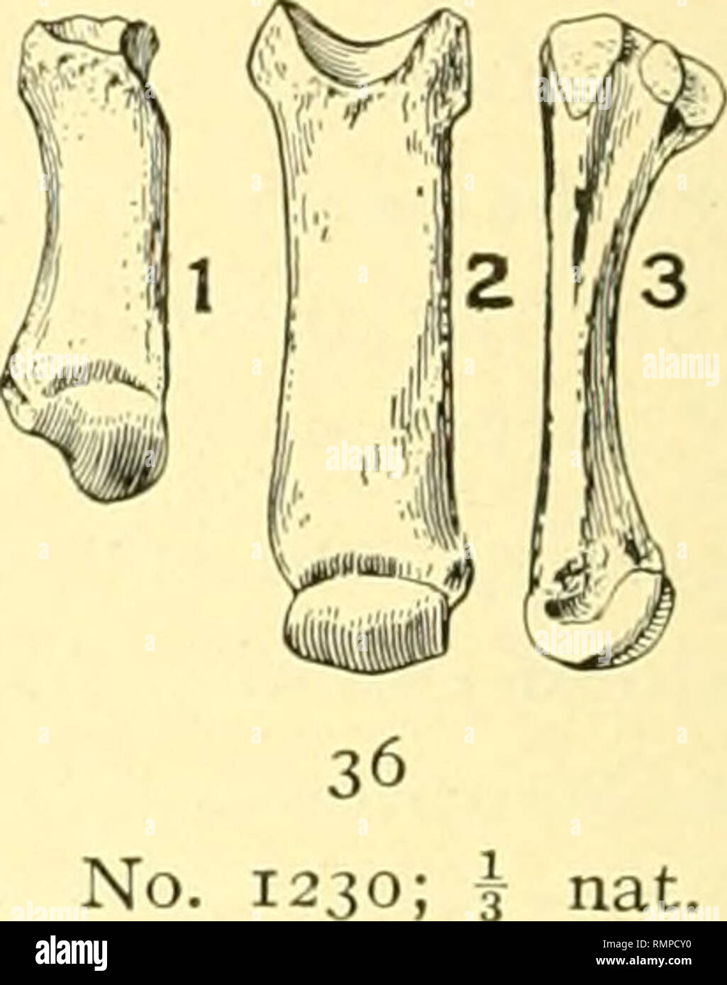 Promerycochoerus hi-res stock photography and images - Alamy