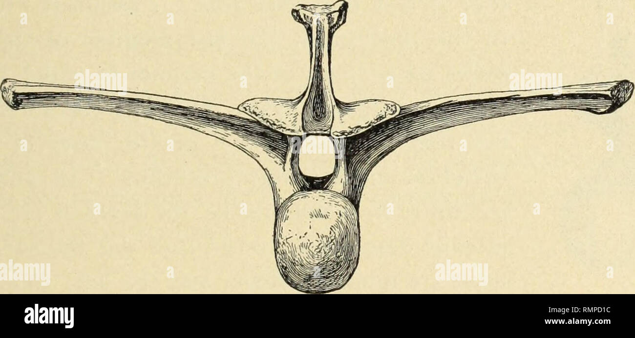 . Annals of the Carnegie Museum. Carnegie Museum; Carnegie Museum of ...