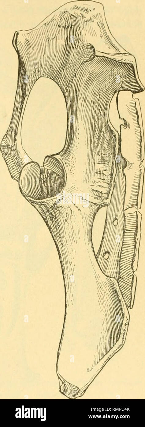 Promerycochoerus hi-res stock photography and images - Alamy