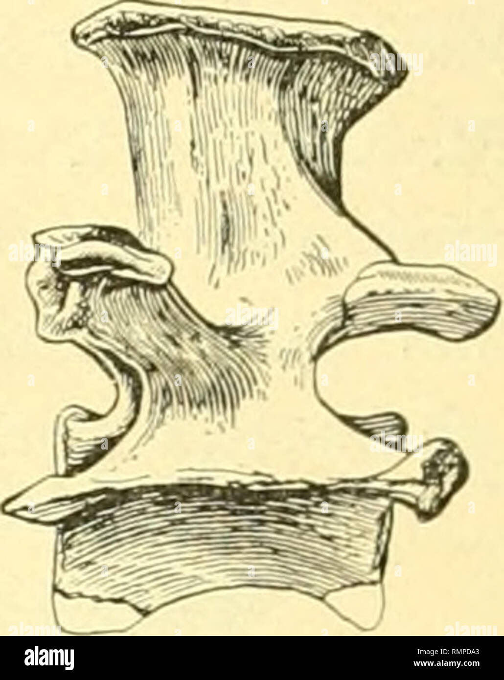 Promerycochoerus hi-res stock photography and images - Alamy