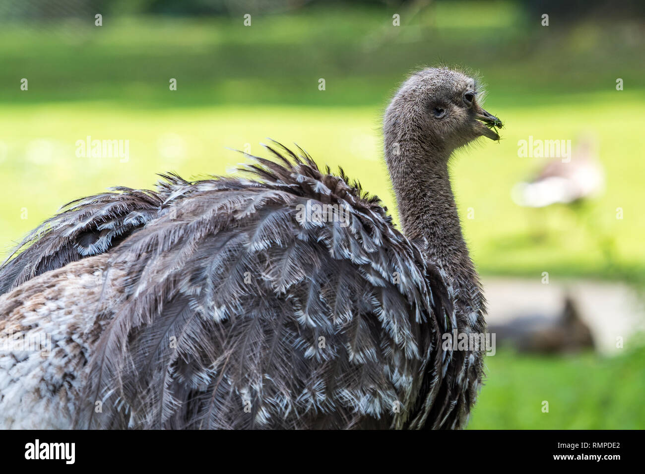 Darwin's rhea, Rhea pennata also known as the lesser rhea Stock Photo - Alamy