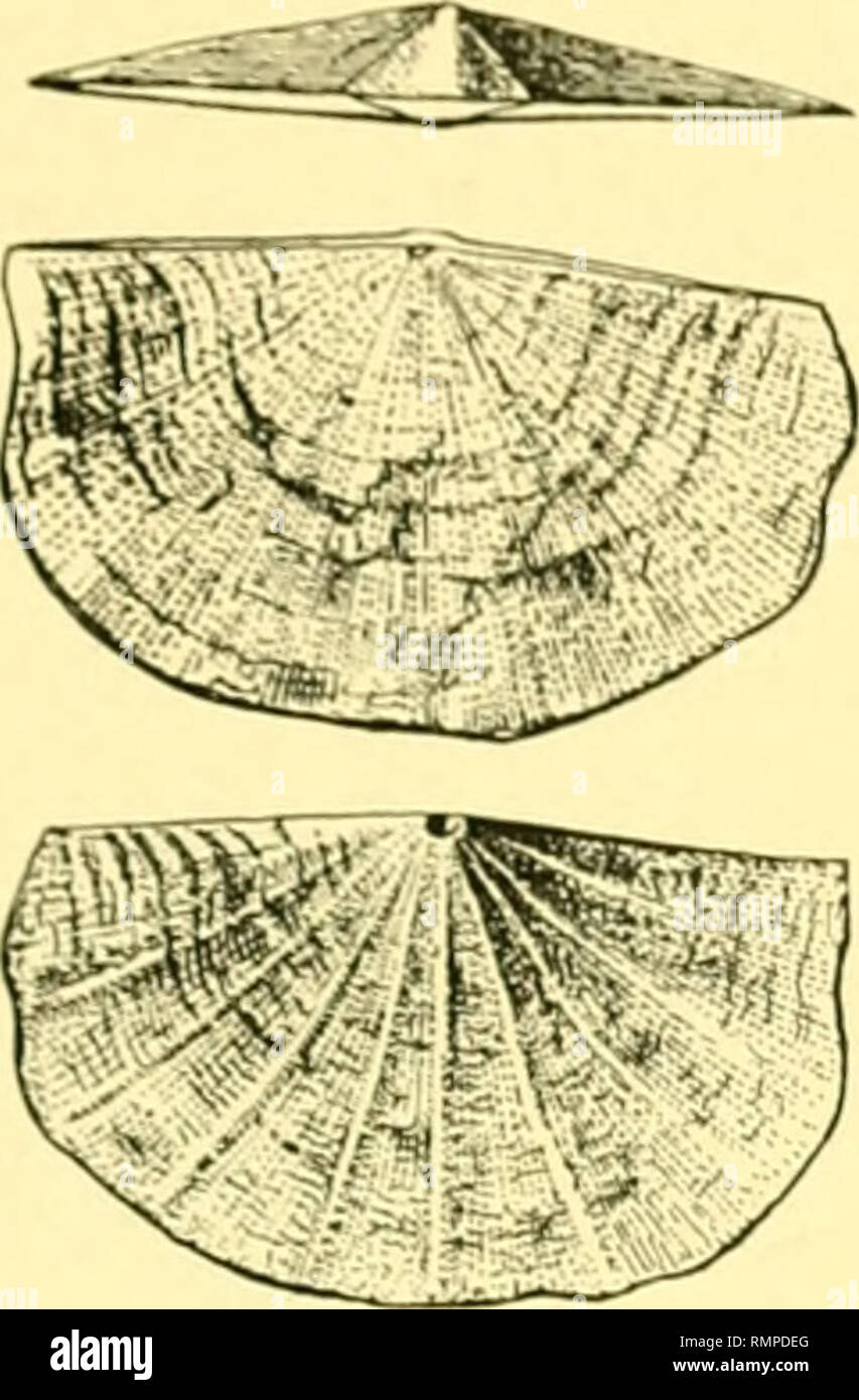Transverse wrinkles hi-res stock photography and images - Alamy