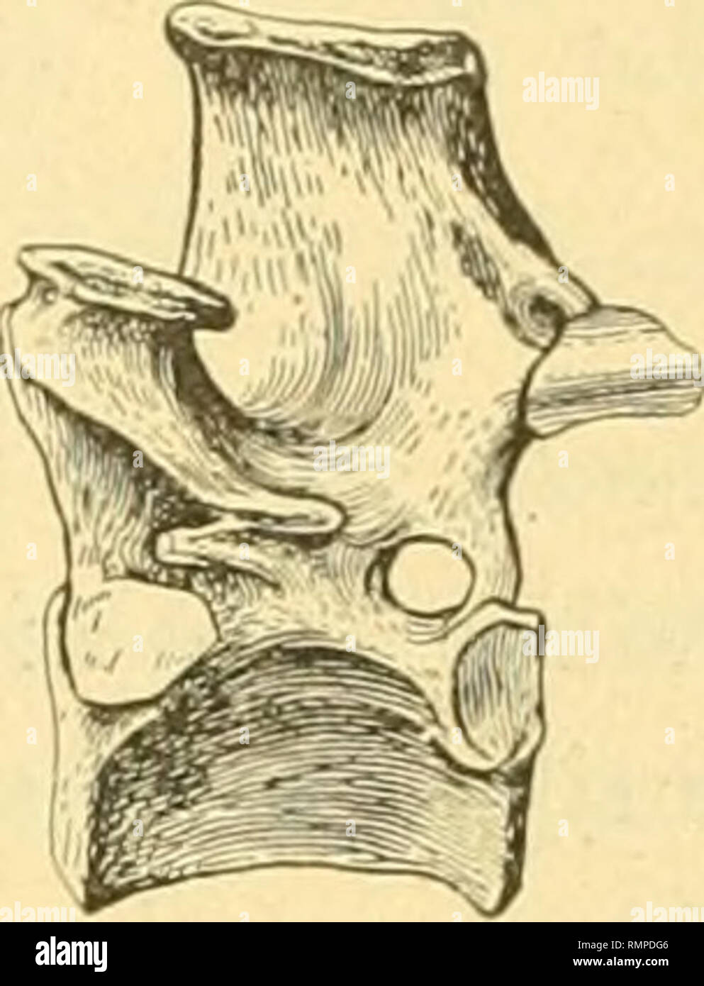 Promerycochoerus hi-res stock photography and images - Alamy