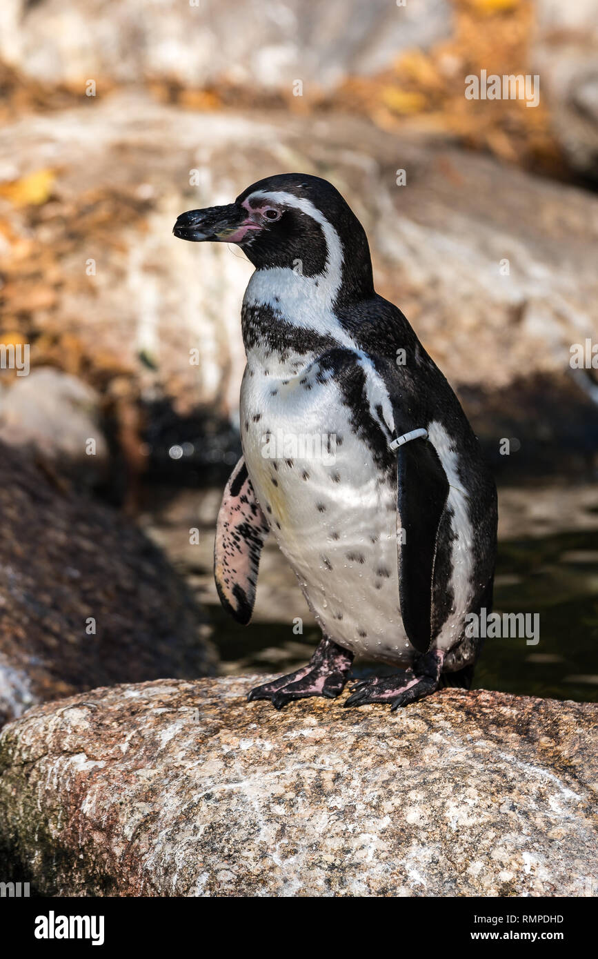 Nature peruvian penguin spheniscus humboldti endangered species ...