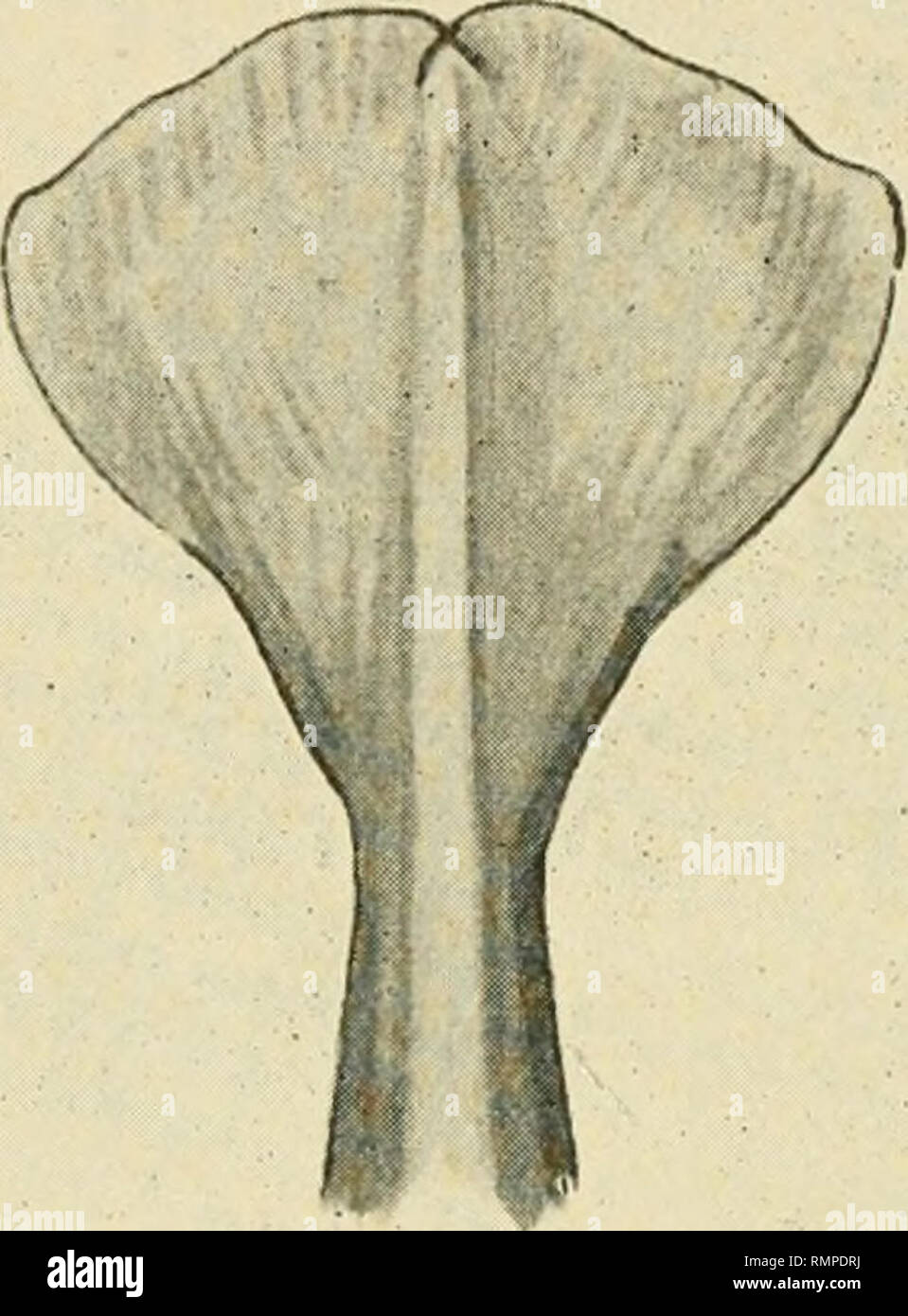 Sperm whale anatomy hi-res stock photography and images - Alamy