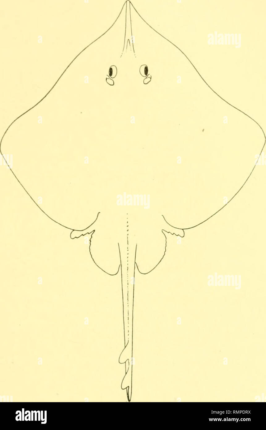 Protruding disk hi-res stock photography and images - Alamy