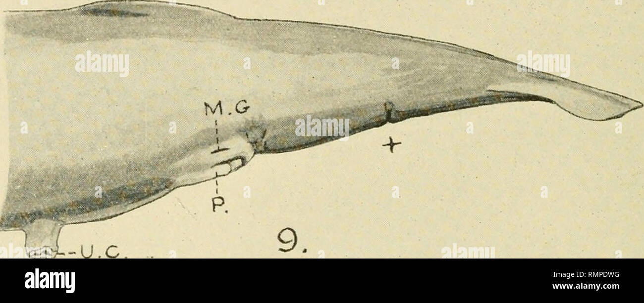 Sperm Whale Anatomy