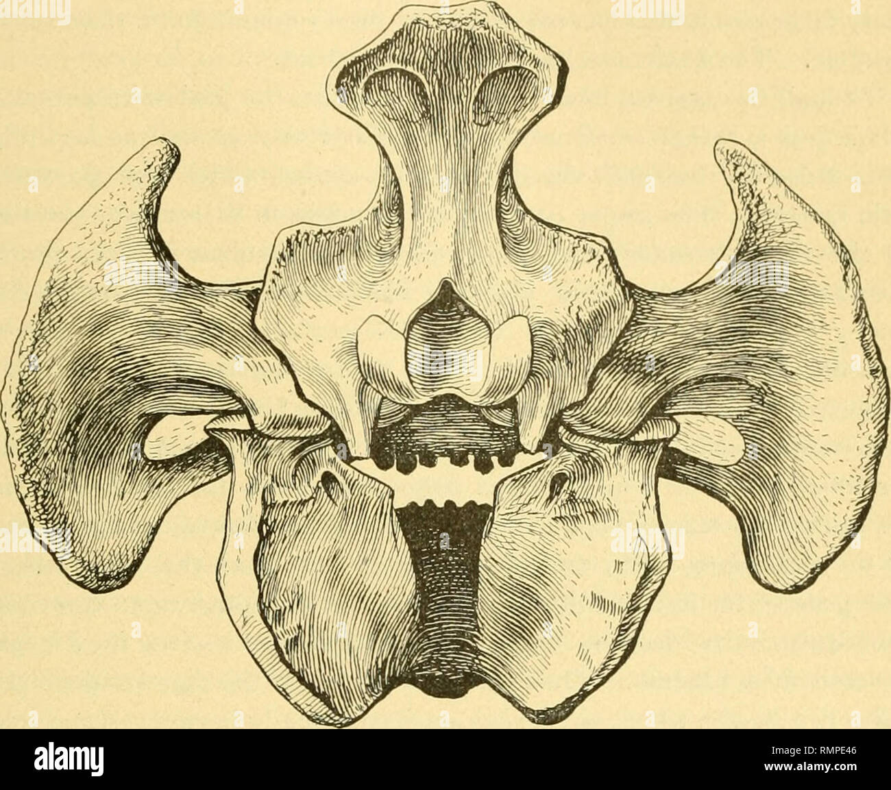 Occipital plate hi-res stock photography and images - Alamy