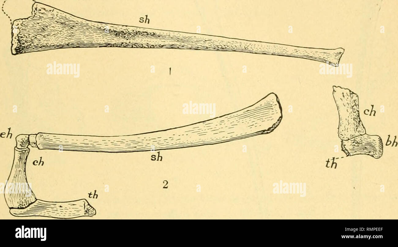 Titanothere High Resolution Stock Photography and Images - Alamy
