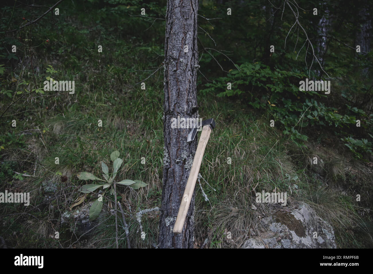 Axe in a tree trunk Stock Photo - Alamy