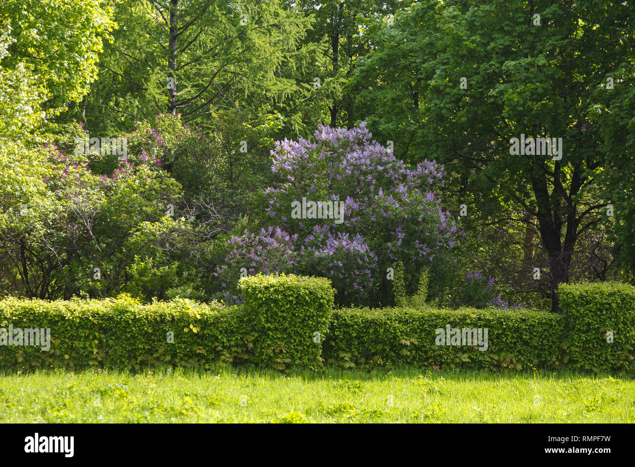Purple lilac bushes in a lilac garden. Backyard Landscaping with Pink ...