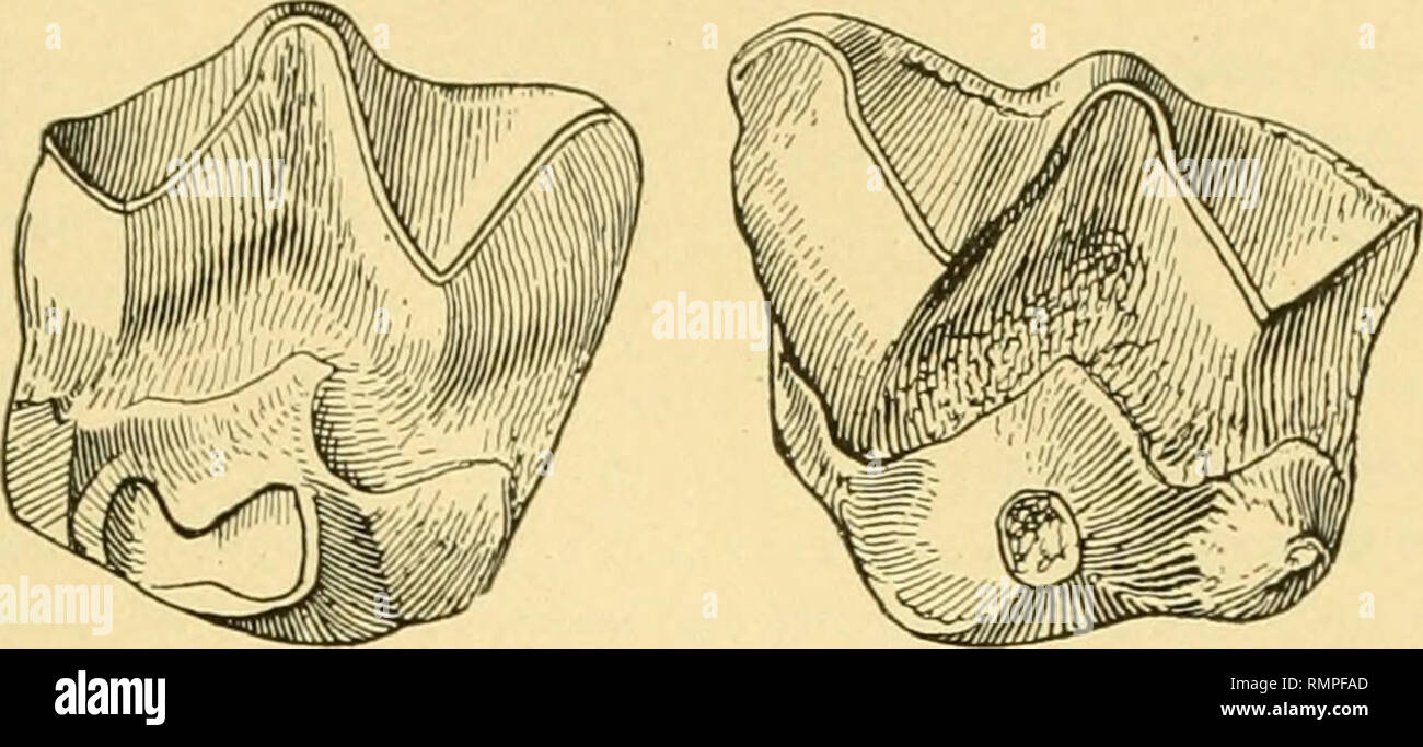 Titanothere High Resolution Stock Photography and Images - Alamy