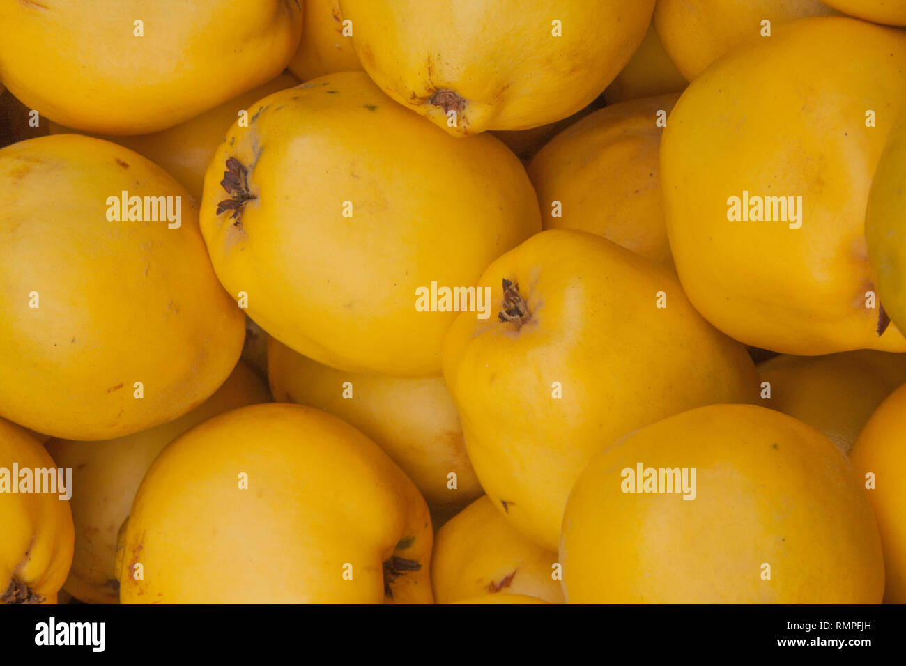 Bite Quince