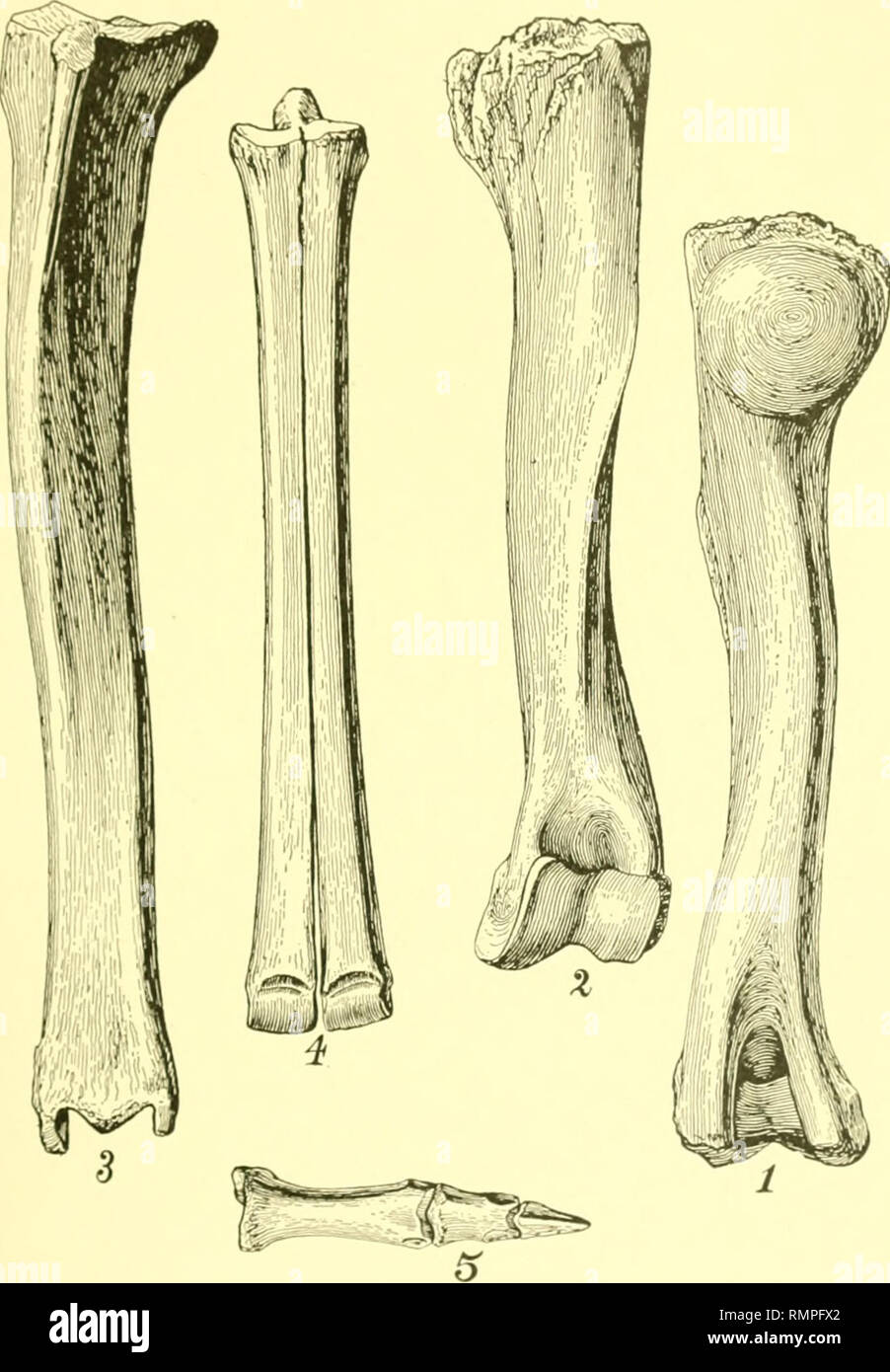 Oxydactylus hi-res stock photography and images - Alamy