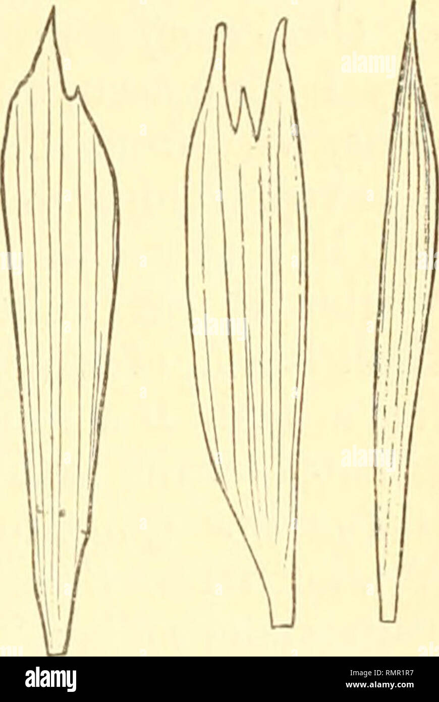 Semilooper hi-res stock photography and images - Alamy