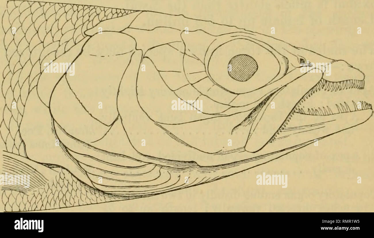 Salmonoid High Resolution Stock Photography and Images - Alamy