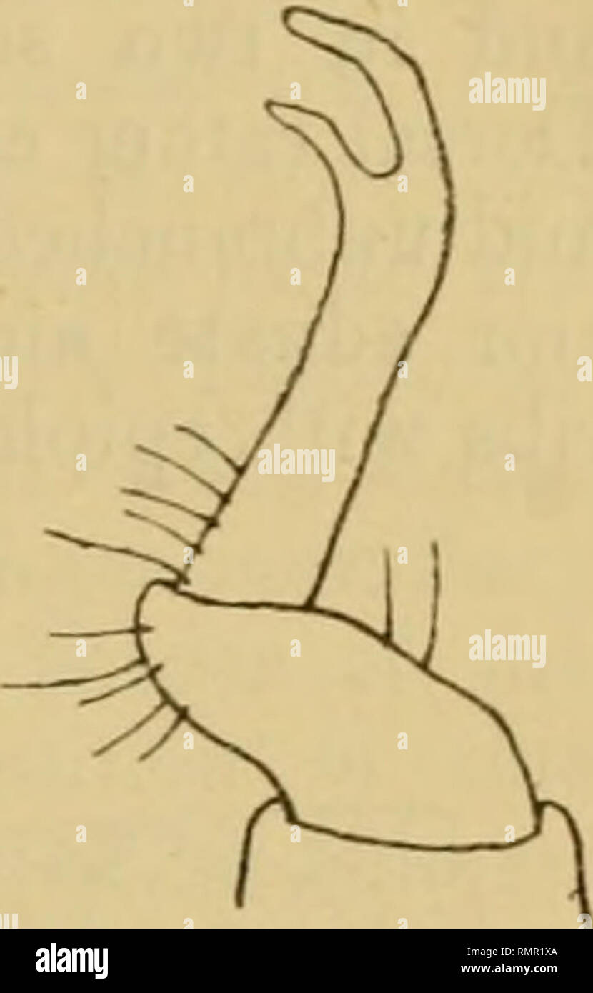 Salmonoid hi-res stock photography and images - Alamy