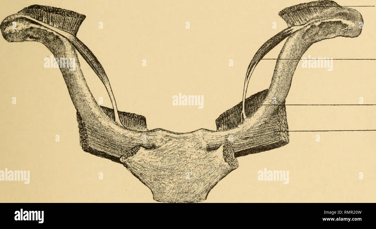 Clavicular head of pectoralis major hi-res stock photography and images ...