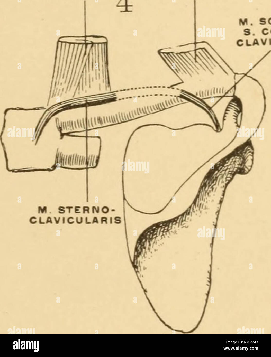 . Annals of the New York Academy of Sciences. Science. STERNO-CLEIDO ...