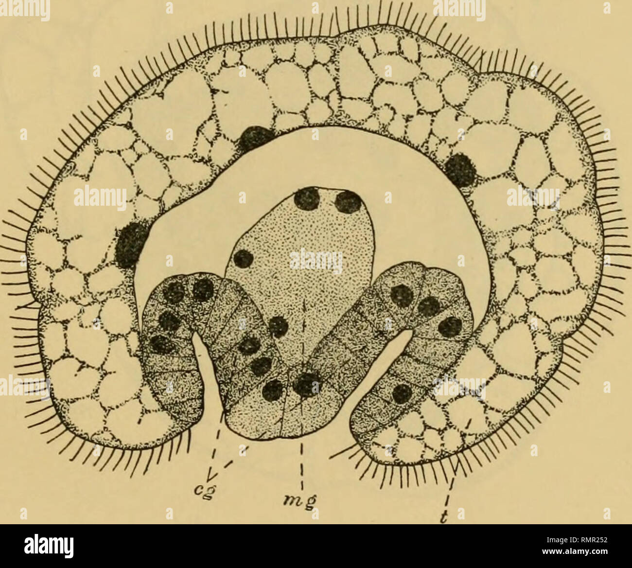 . The Annals and magazine of natural history; zoology, botany, and geology. Natural history ...