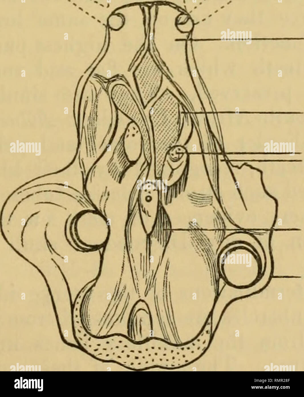 Intermaxillary bone hi-res stock photography and images - Alamy