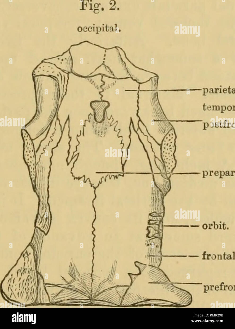 . The Annals and magazine of natural history; zoology, botany, and ...