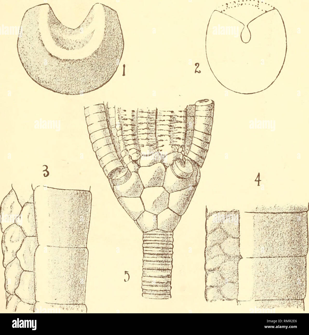 . The Annals and magazine of natural history; zoology, botany, and ...