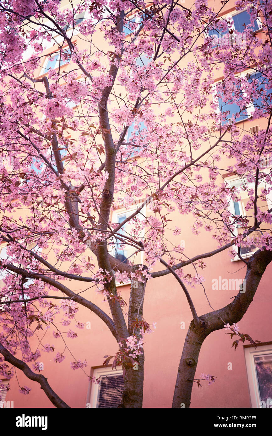 Early summer tree hi-res stock photography and images - Alamy