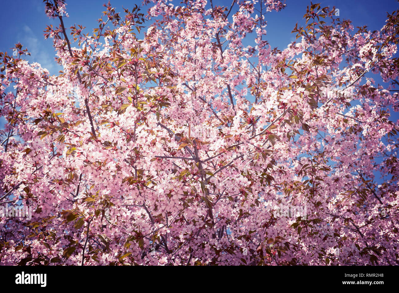 Clear pink color hi-res stock photography and images - Alamy