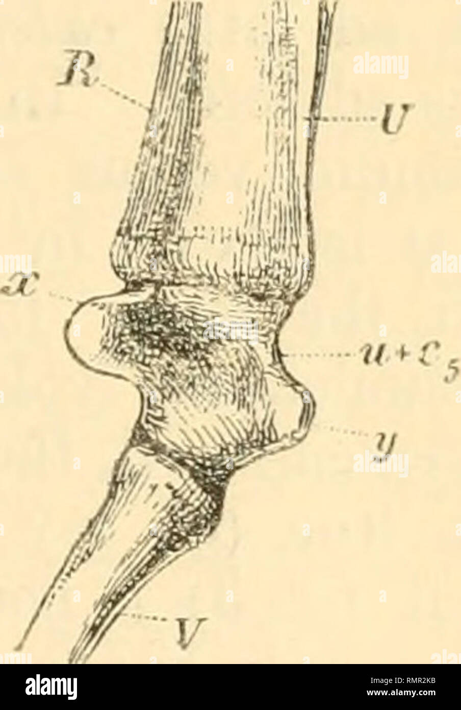 Volar Vs Dorsal Surface