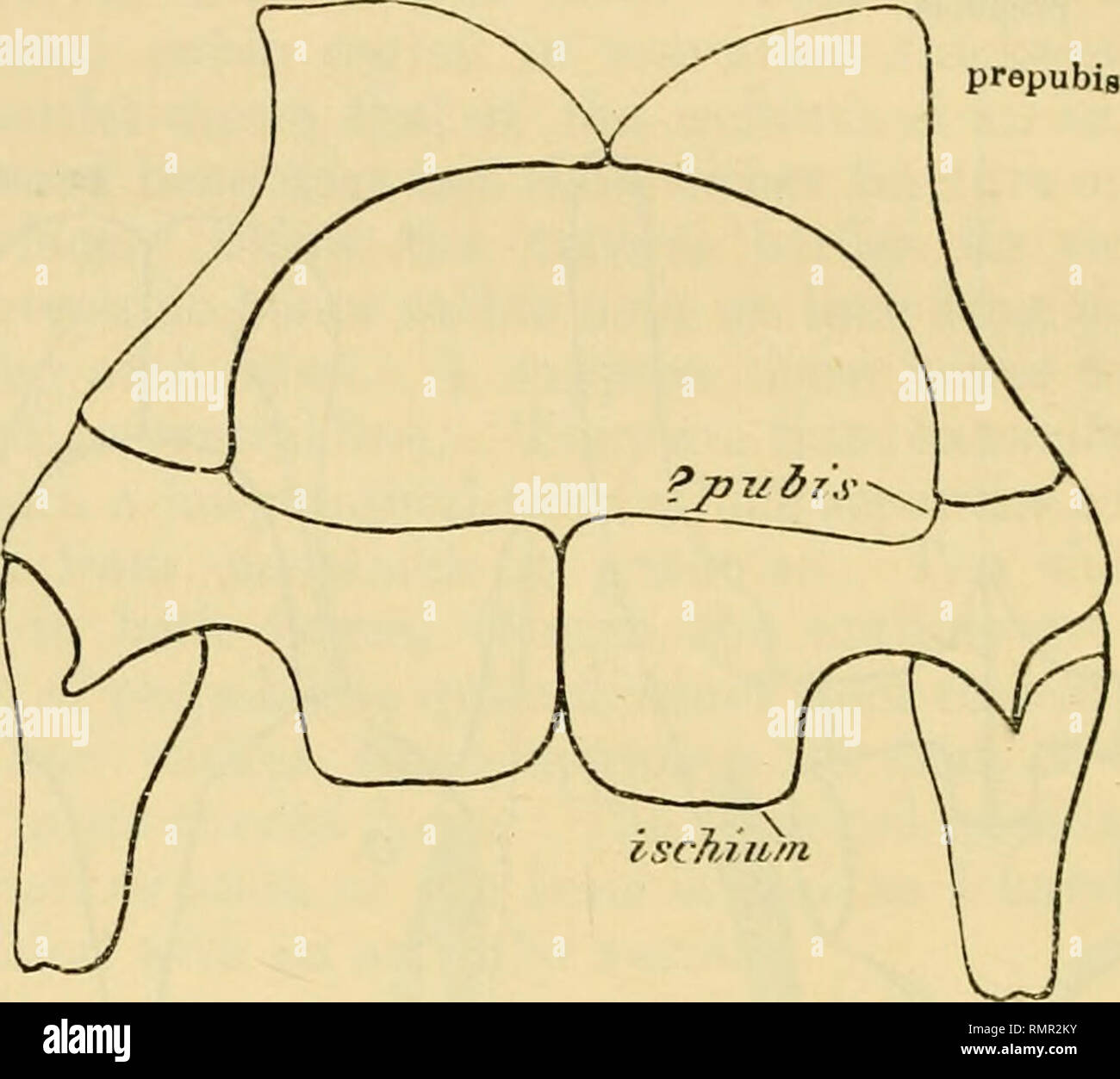 . The Annals and magazine of natural history; zoology, botany, and ...