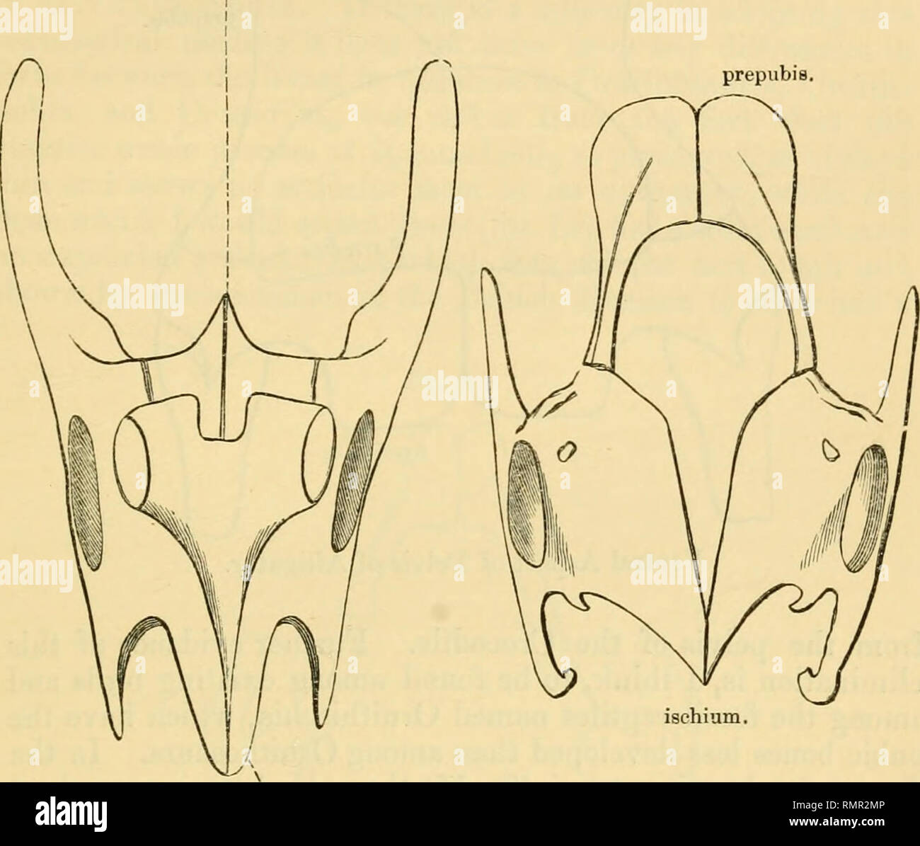 . The Annals and magazine of natural history; zoology, botany, and ...