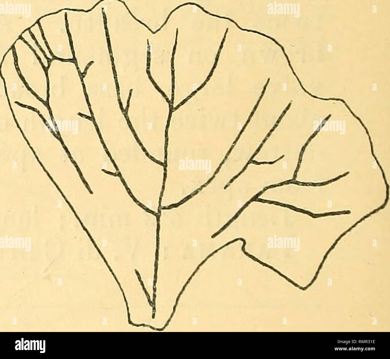 Abies religiosa hi-res stock photography and images - Alamy