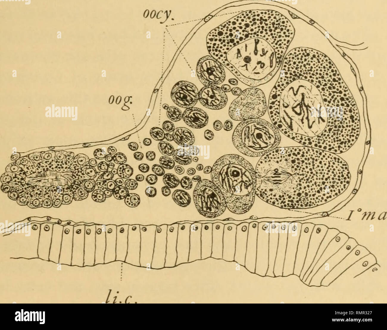 . Annals of the New York Academy of Sciences. Science. GERM CELLS IN ...