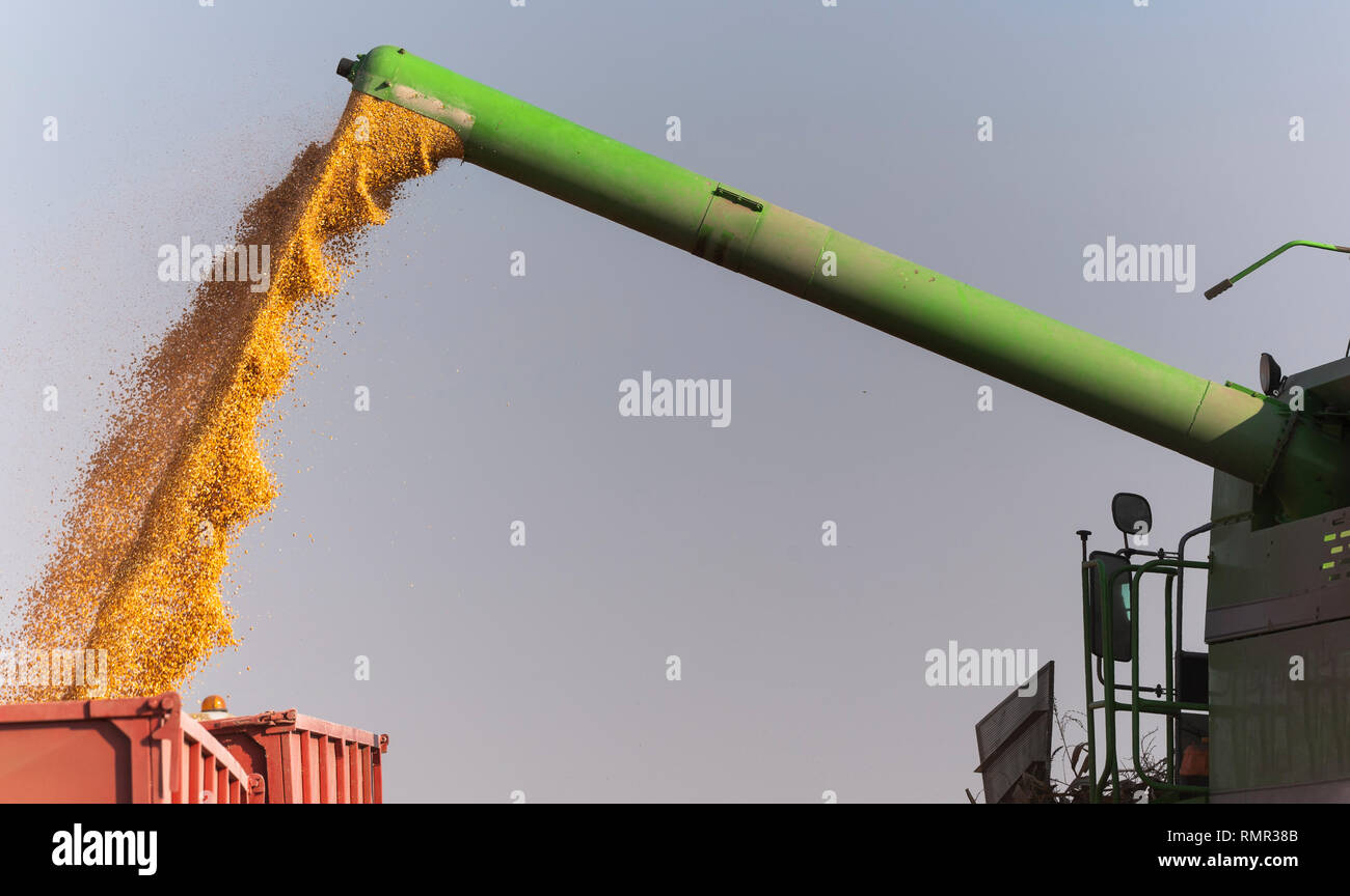 Pouring corn grain into tractor trailer after harvest at field Stock ...