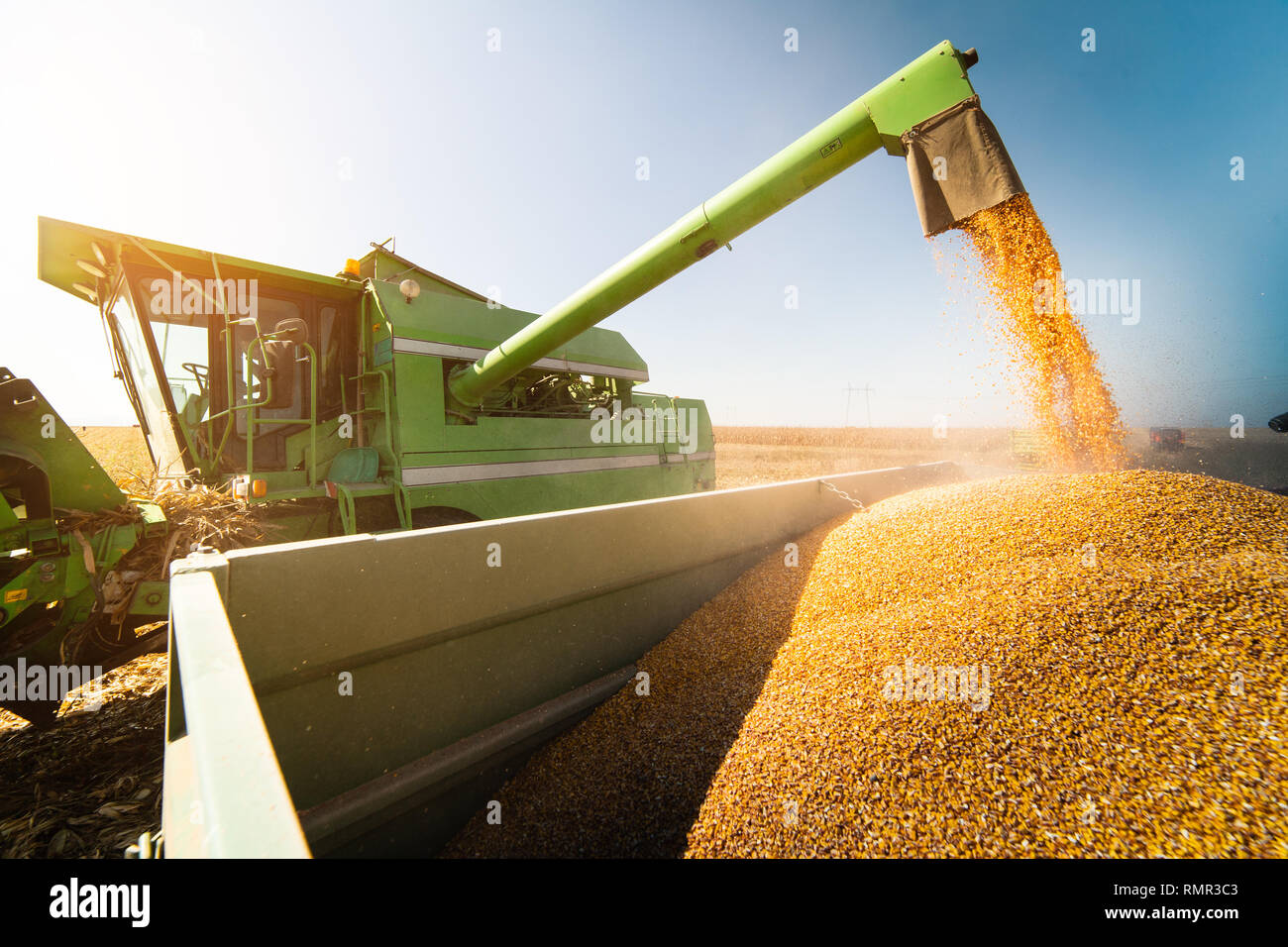 Pouring corn grain into tractor trailer after harvest at field Stock ...