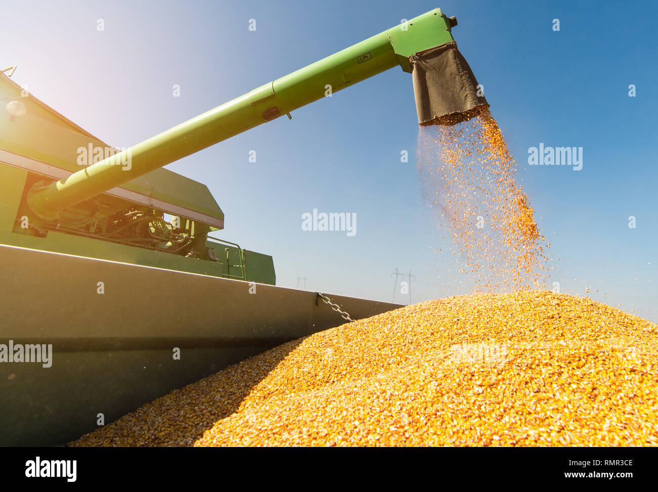 Pouring corn grain into tractor trailer after harvest at field Stock ...