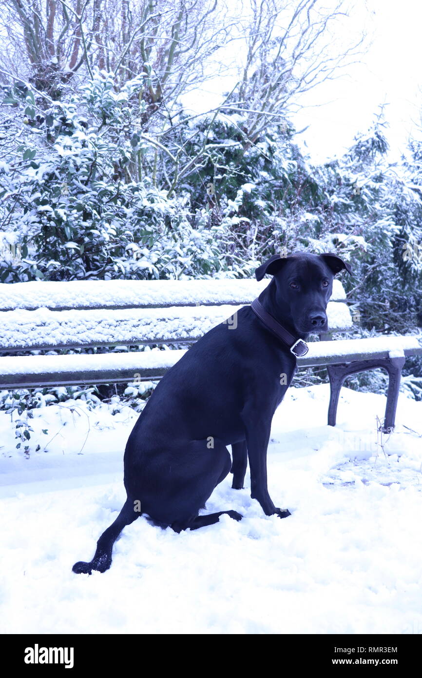 Black Labrador Puppy Snow High Resolution Stock Photography and Images ...