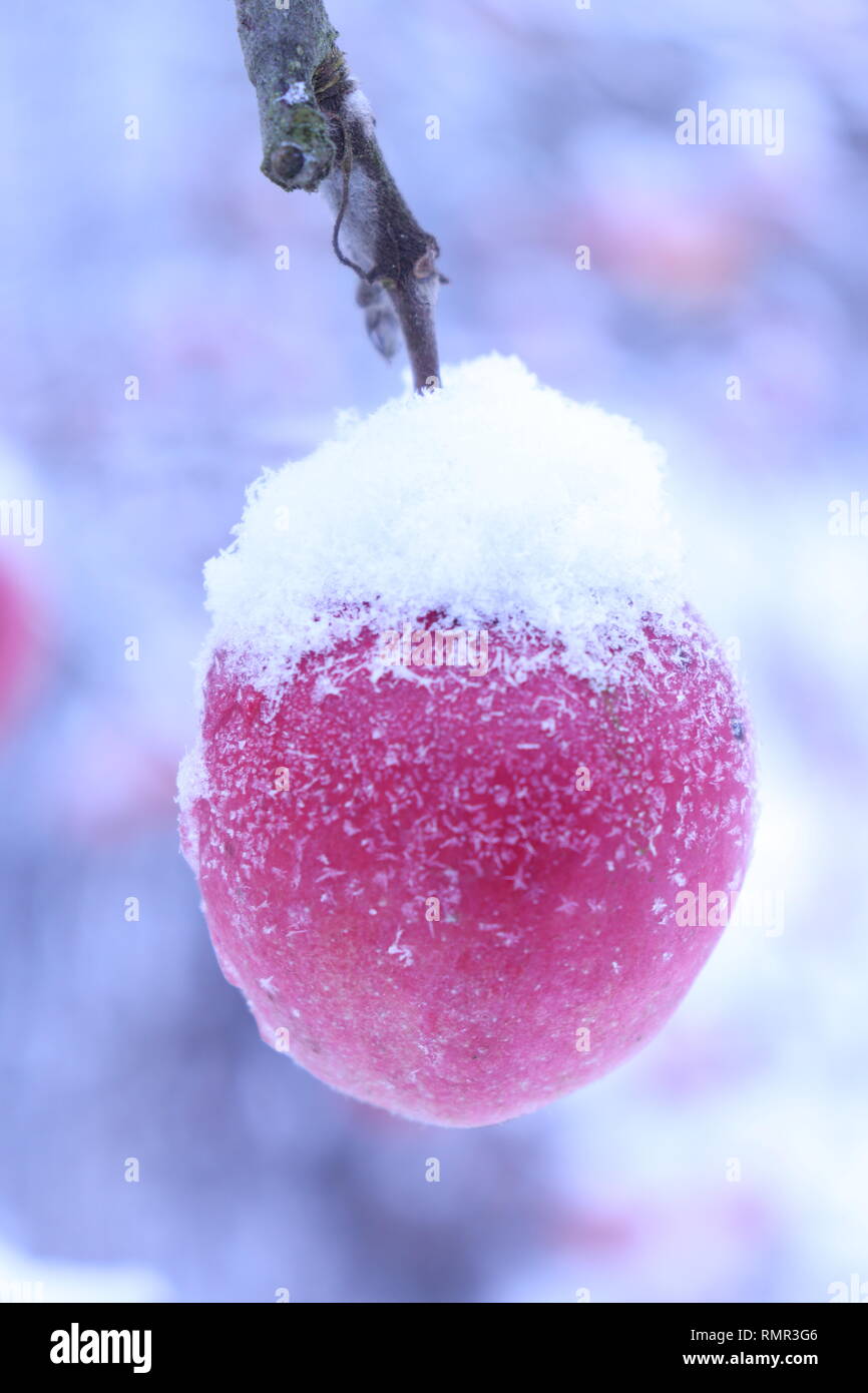 Snowy apple tree malus with red apples hi-res stock photography and ...