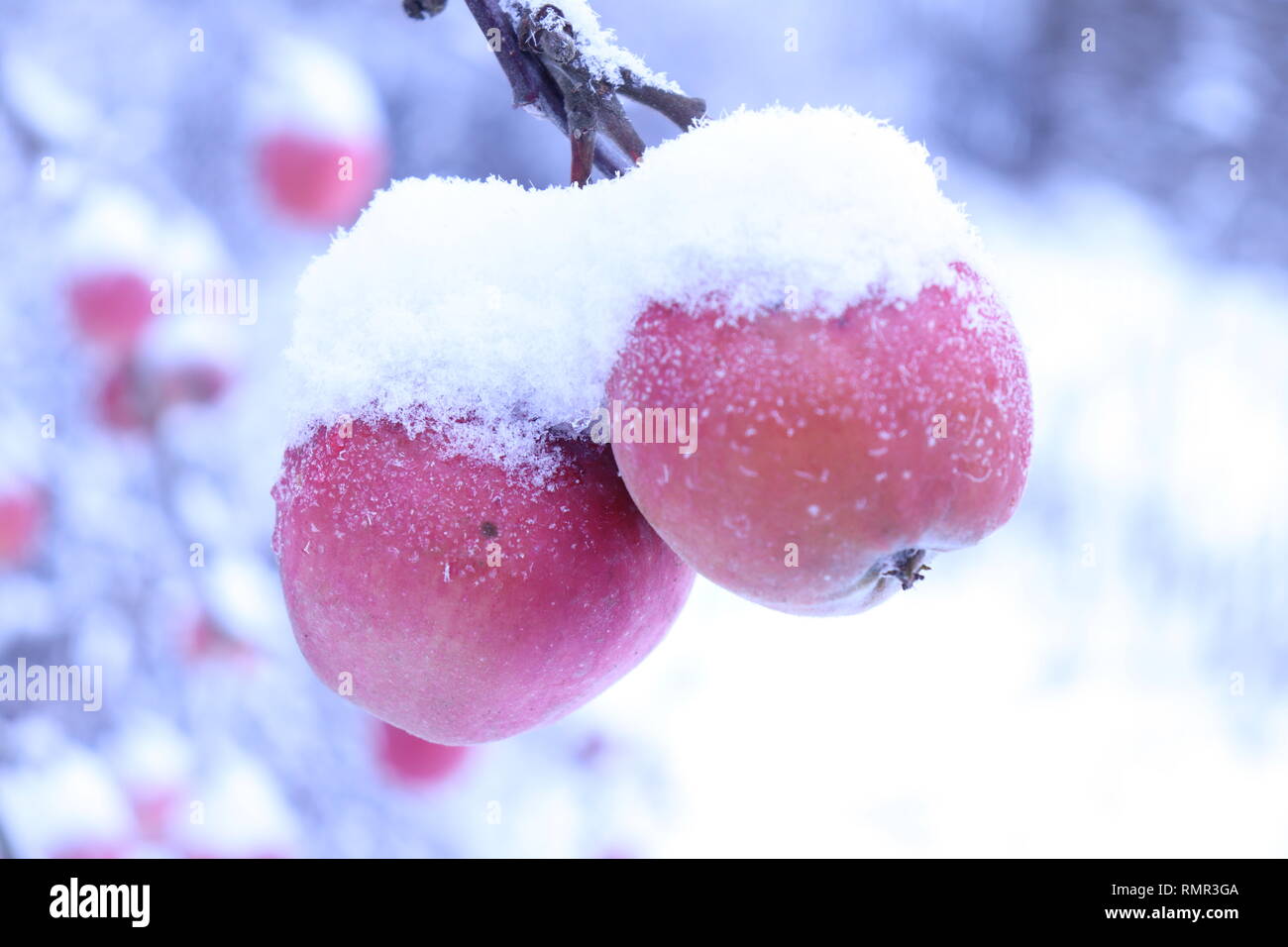 Snowy apple tree malus with red apples hi-res stock photography and ...
