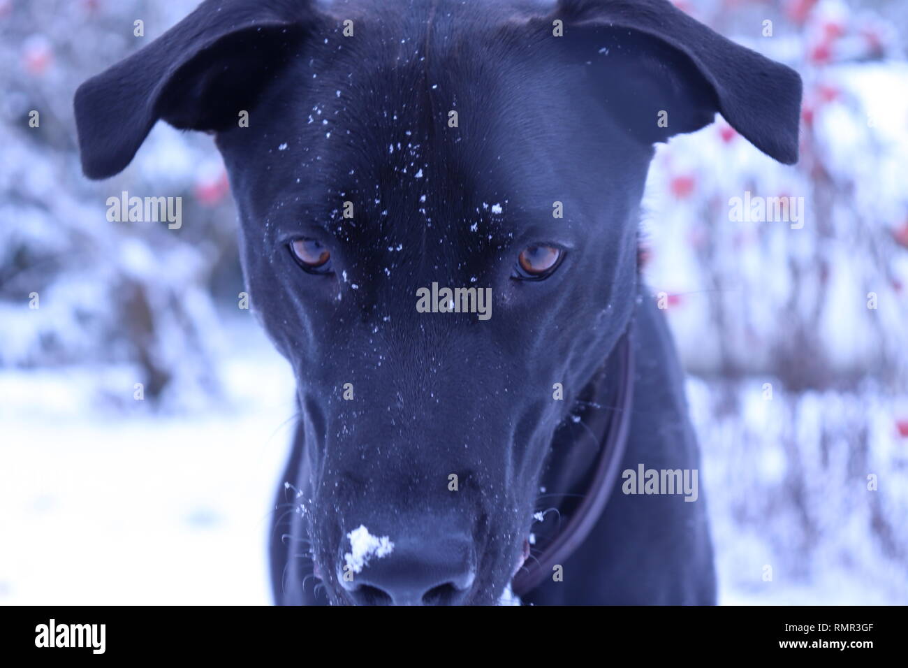 Black labrador puppy snow hi-res stock photography and images - Alamy