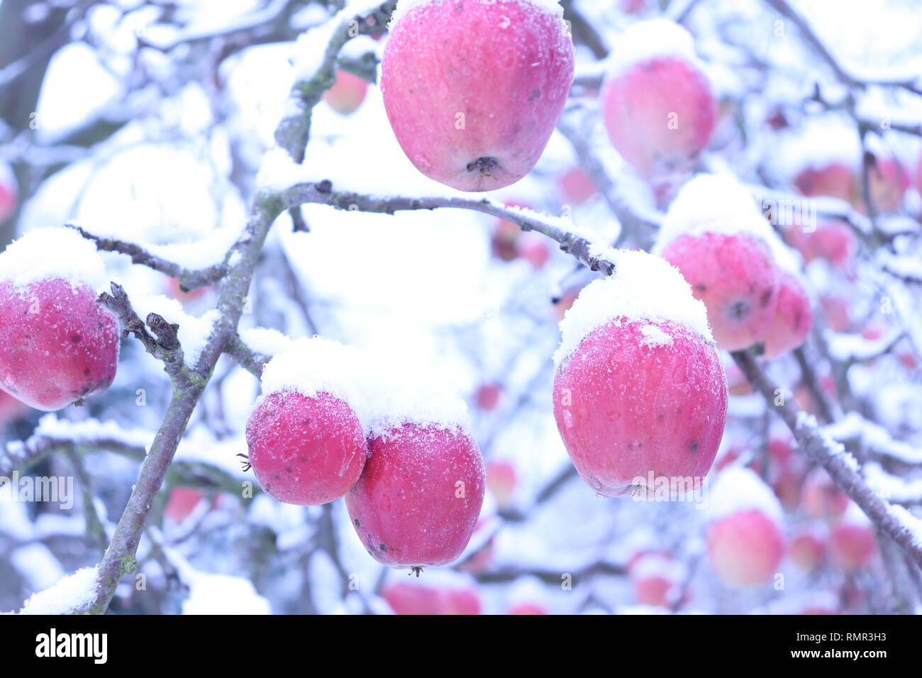 Snowy apple tree malus with red apples hi-res stock photography and ...