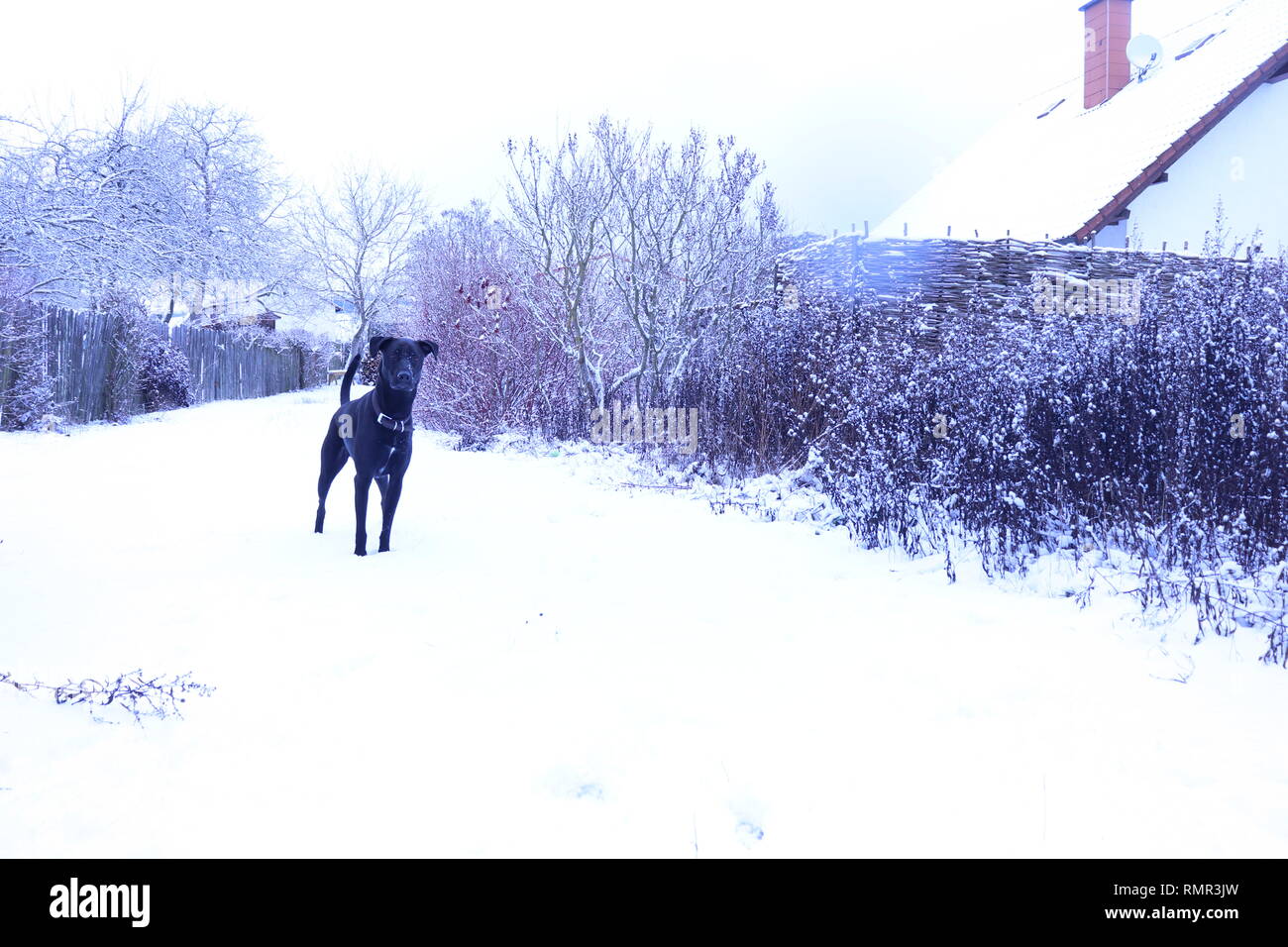 Black labrador puppy snow hi-res stock photography and images - Alamy