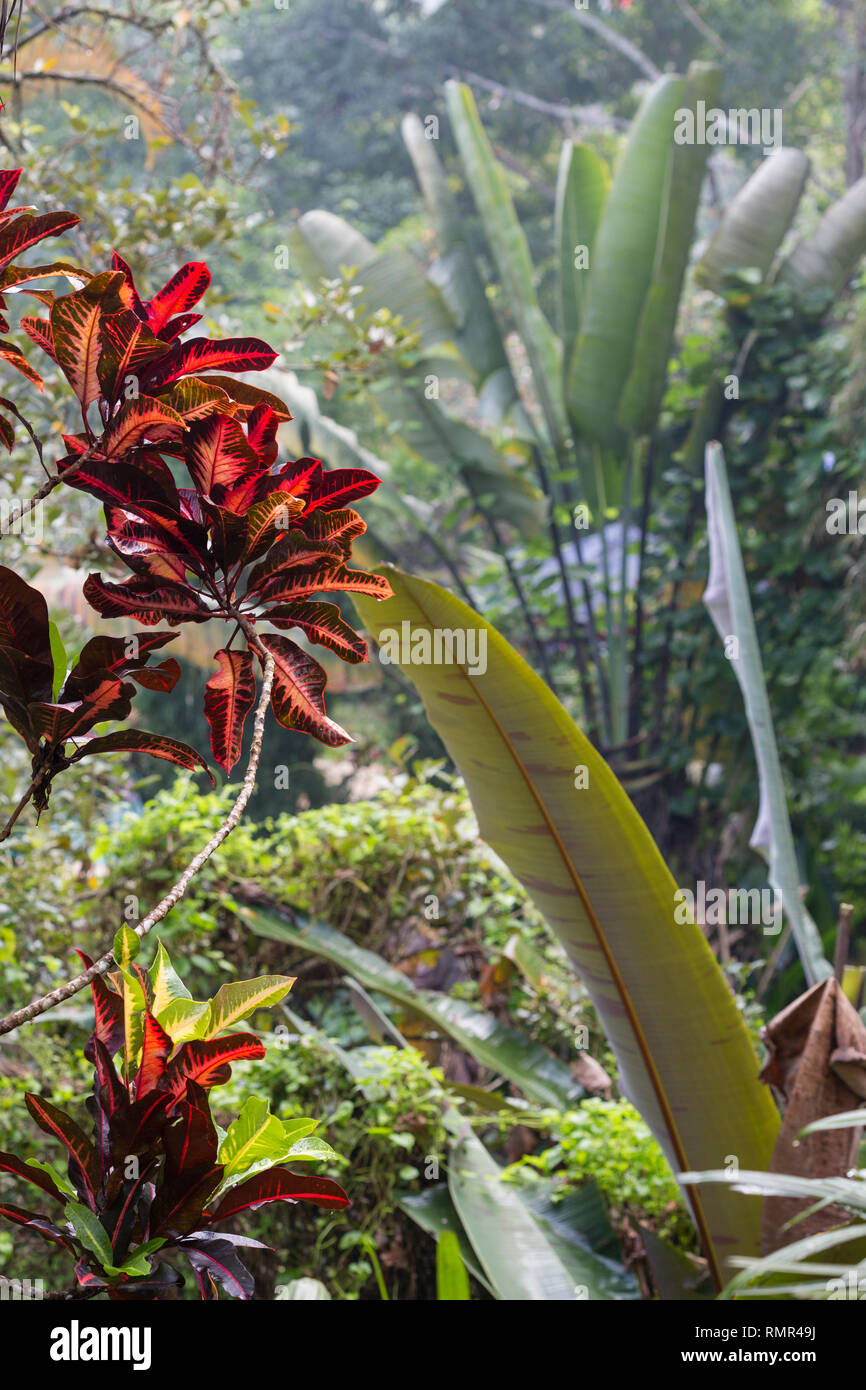 Tropical jungle ubud hi-res stock photography and images - Alamy
