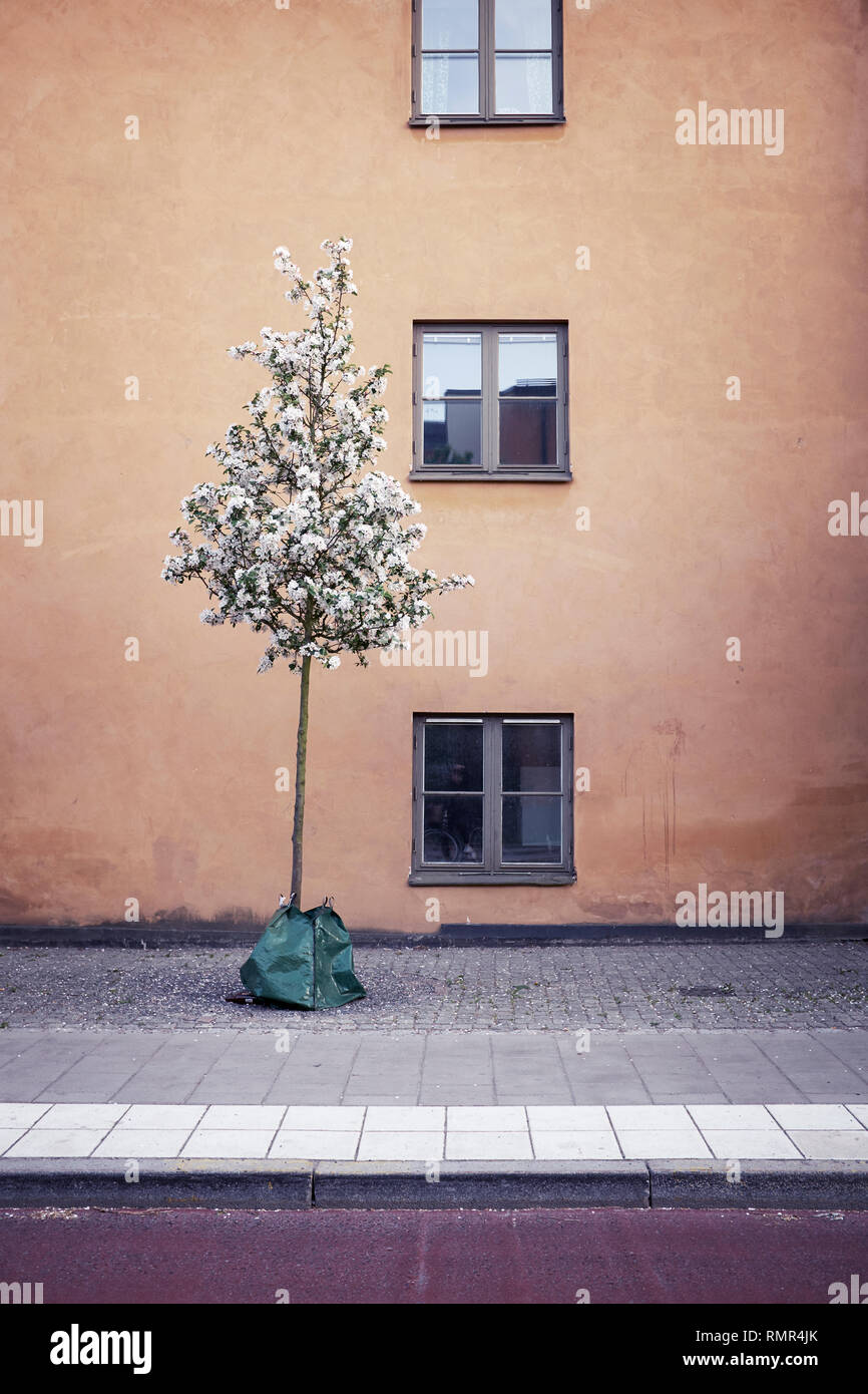 Cultural tree hi-res stock photography and images - Alamy
